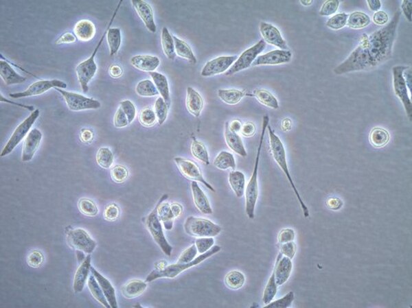 Histone H2B-GFP expressing HeLa Cell Line | SCC117